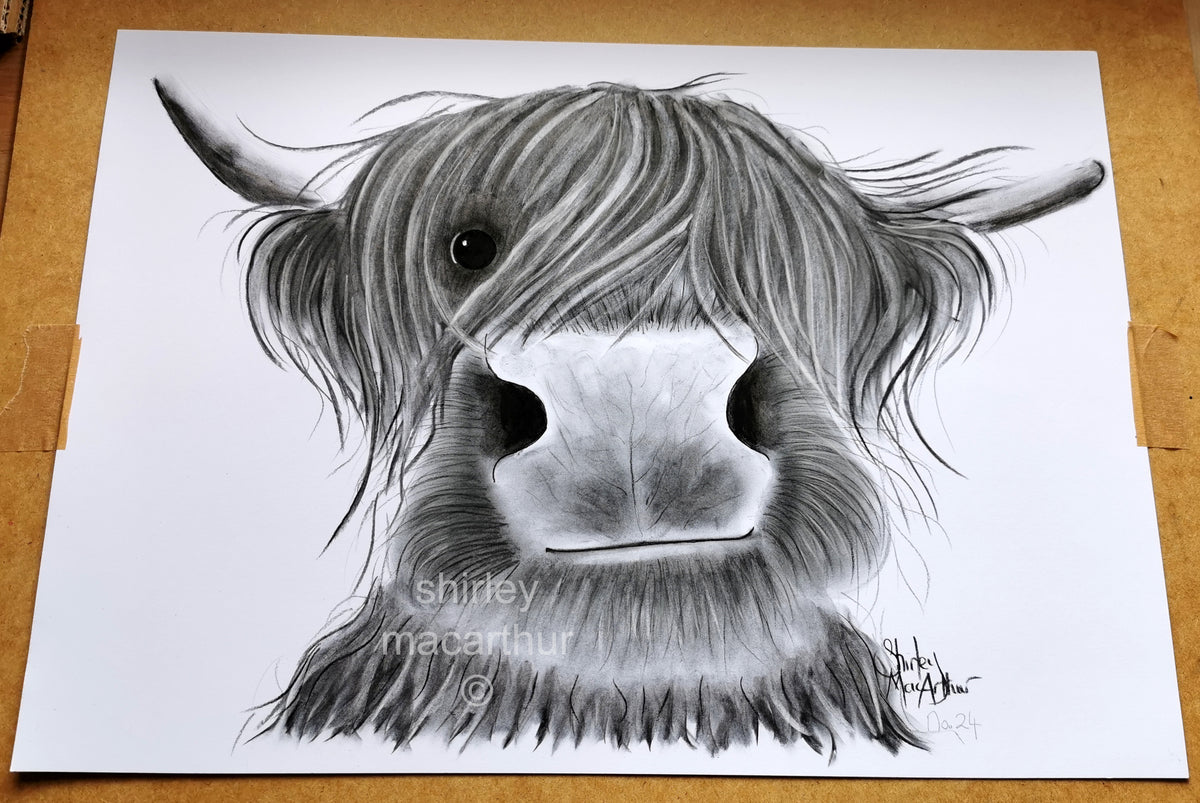 CHaRCoaL ORiGiNaLS! HiGHLaND CoW PaiNTiNG - No 24 – SHiRLeY MacARTHuR