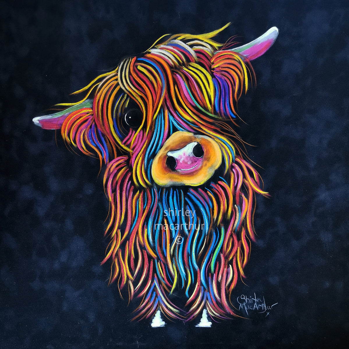 ORiGiNaL HiGHLaND CoW PaSTeL PaiNTiNG ' BiLL ' BY SHiRLeY MacARTHuR