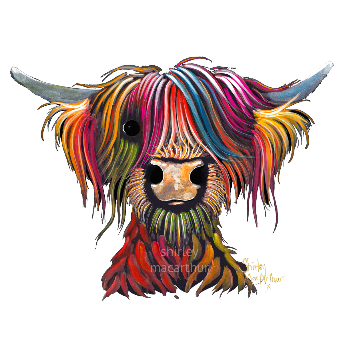 OLiVeR oN WHiTe HiGHLaND CoW PaiNTiNGS & PRiNTS BY SHiRLeY MacARTHuR