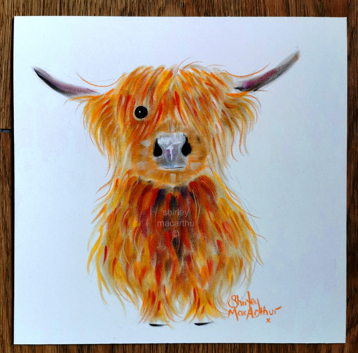 ORiGiNaL HiGHLaND CoW PaSTeL PaiNTiNG ' TaTTie ' BY SHiRLeY MacARTHuR